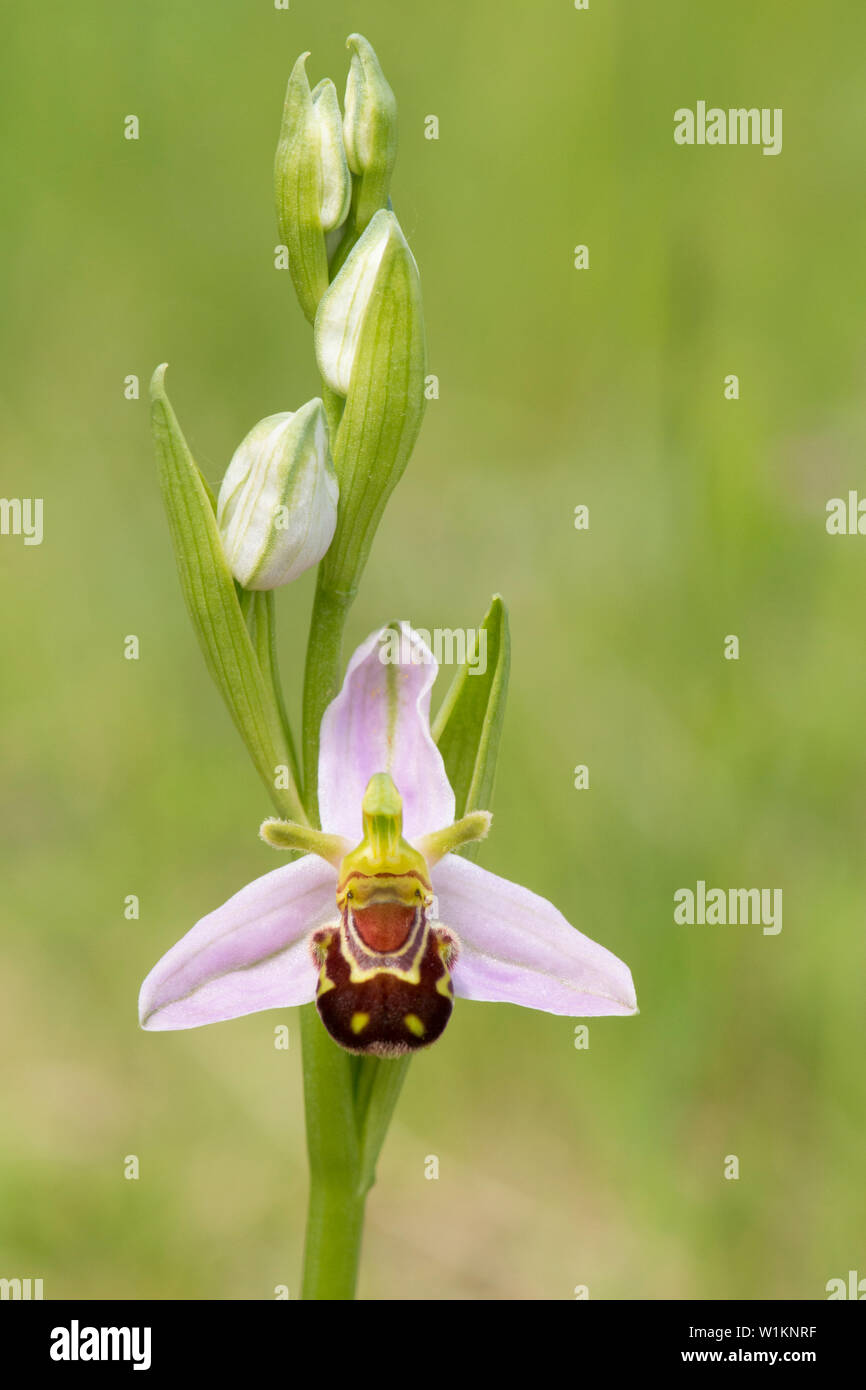 Orchid mimic insects hi-res stock photography and images - Alamy