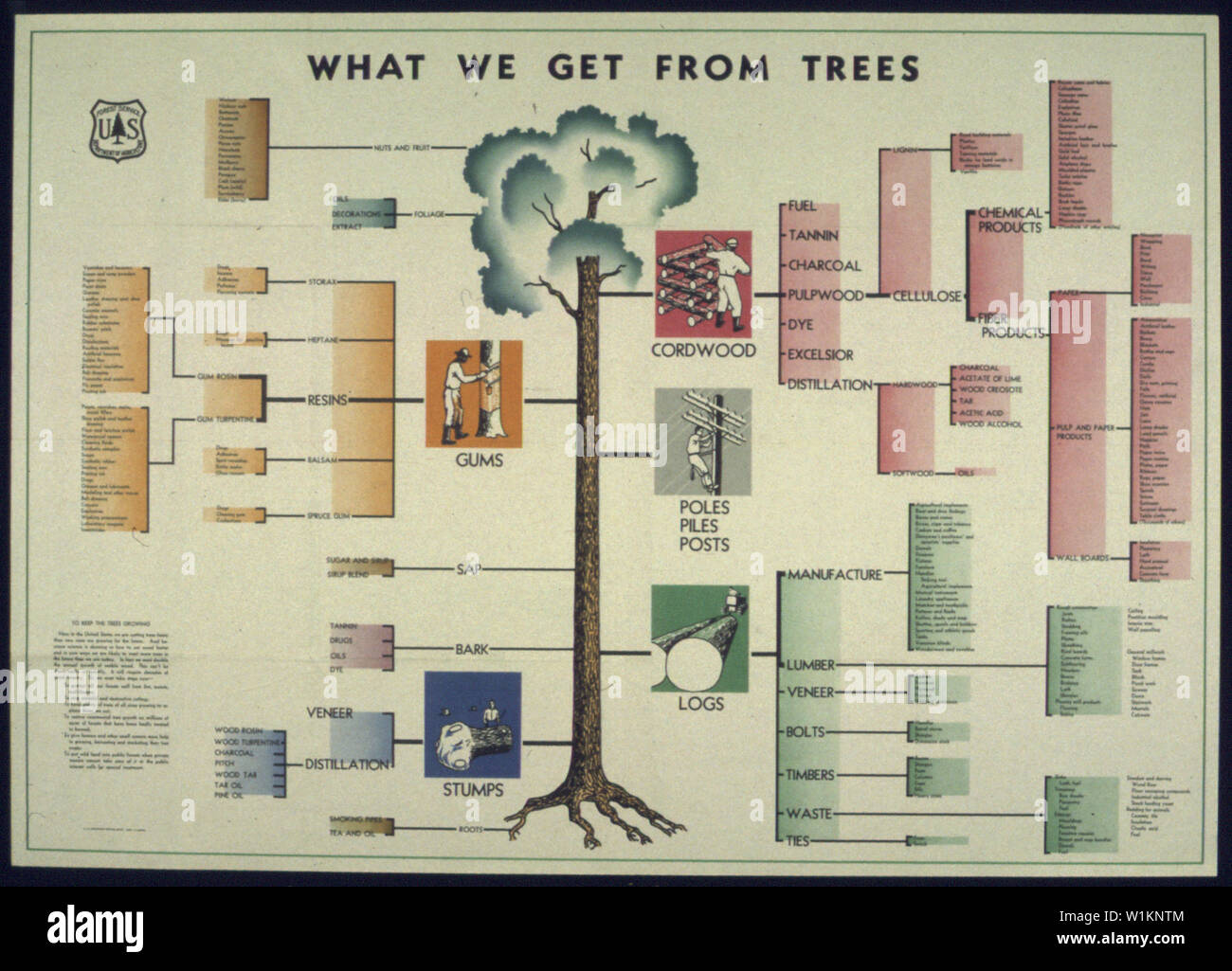 WHAT WE GET FROM TREES Stock Photo - Alamy