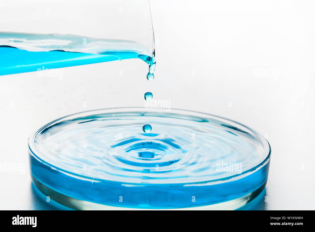Pouring blue liquid from laboratory flask into petri dish. The concept ...