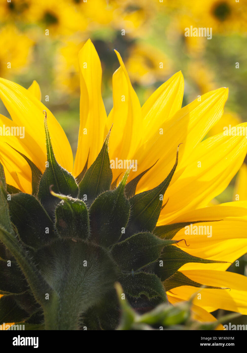 A close up of the back of a sunflower with sun light shining through it ...