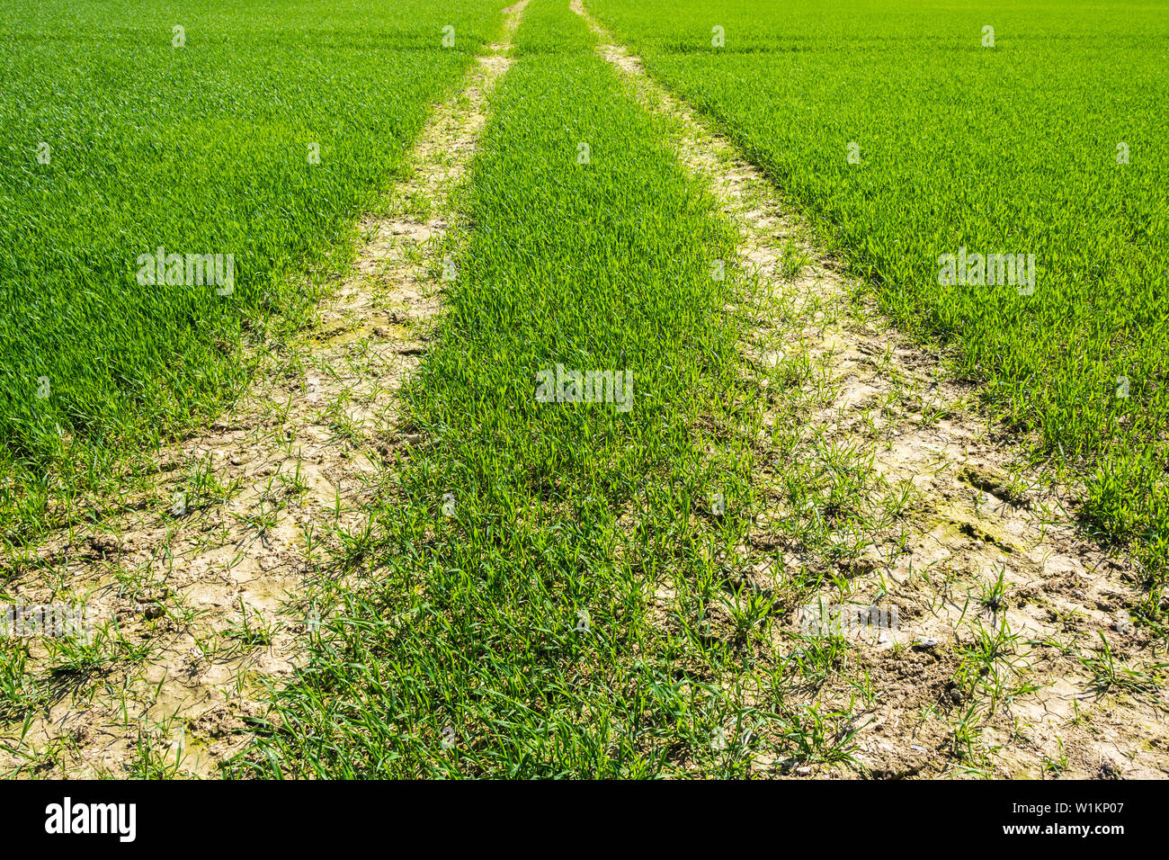 Tractor trail crossing the green field of young plantation Stock Photo ...