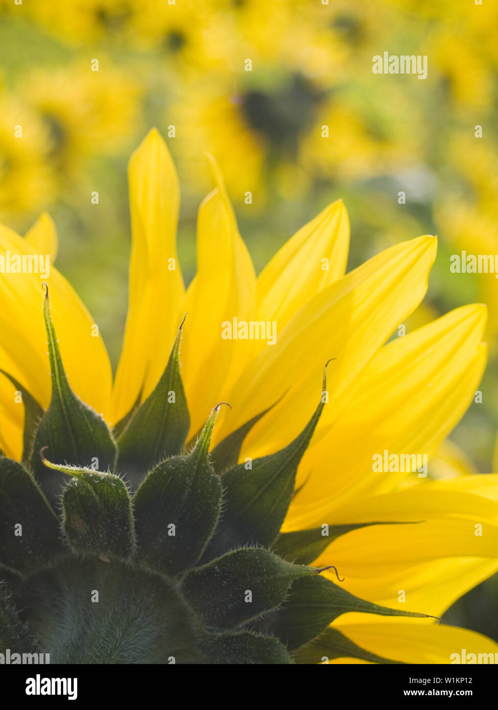 A close up of the back of a sunflower with sun light shining through it ...