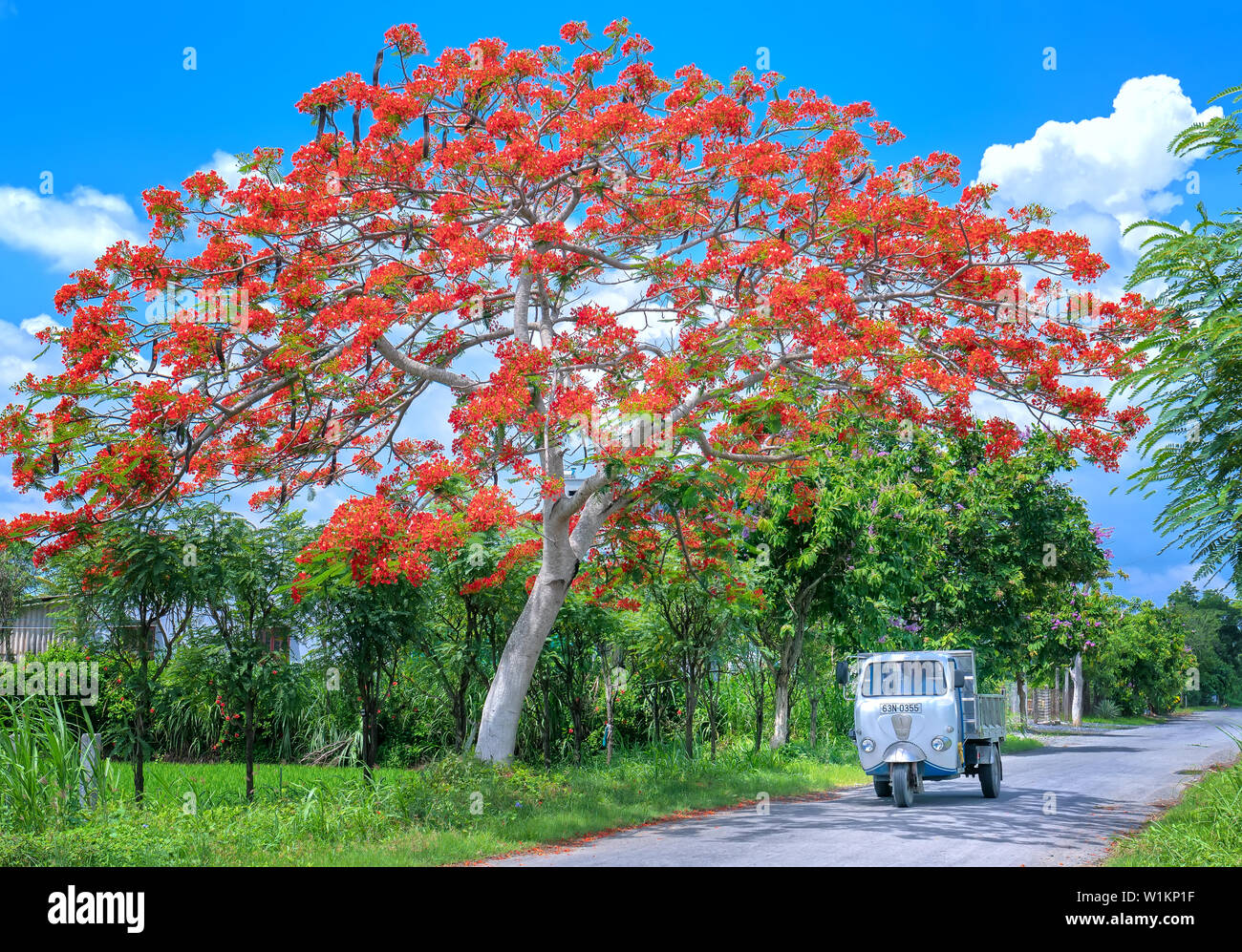 The old Lam car ran through royal Poinciana trees blooming sunny ...