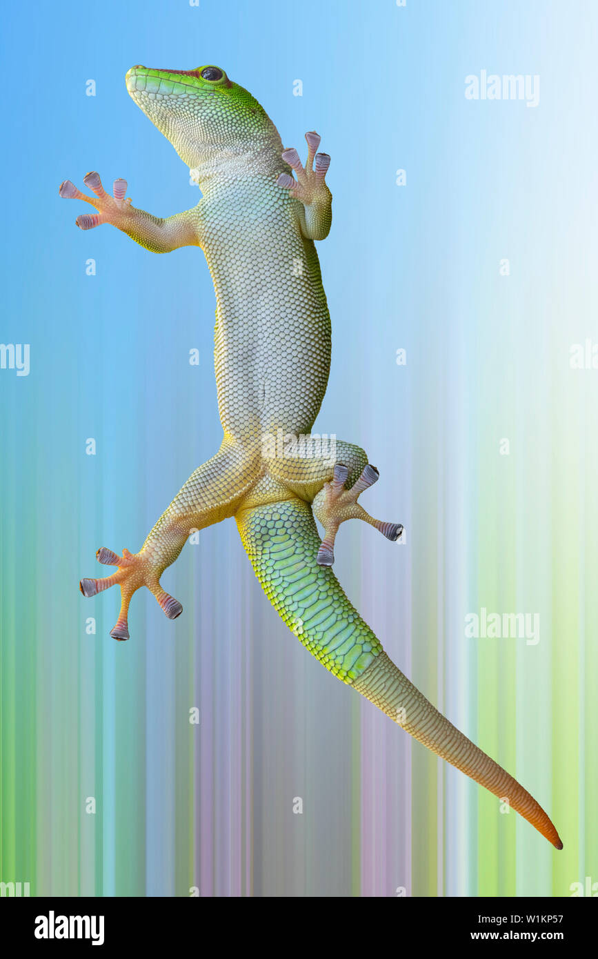 Lizard pet glass hi-res stock photography and images - Alamy