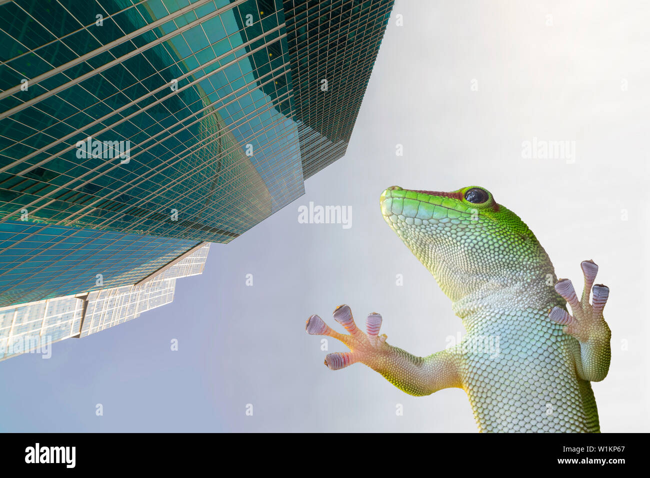 Lizard pet glass hi-res stock photography and images - Alamy