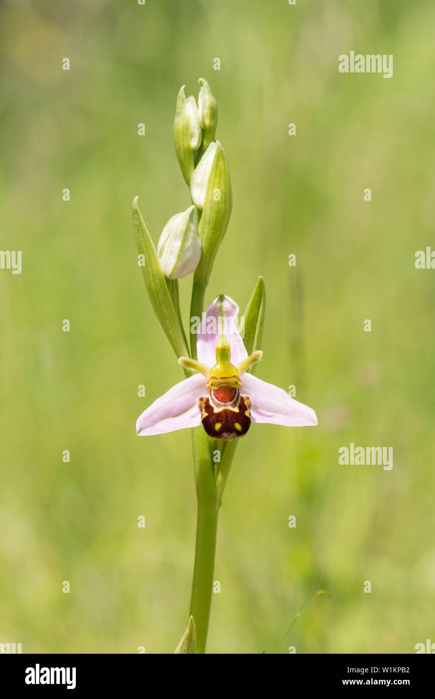 Orchid mimic insects hi-res stock photography and images - Alamy