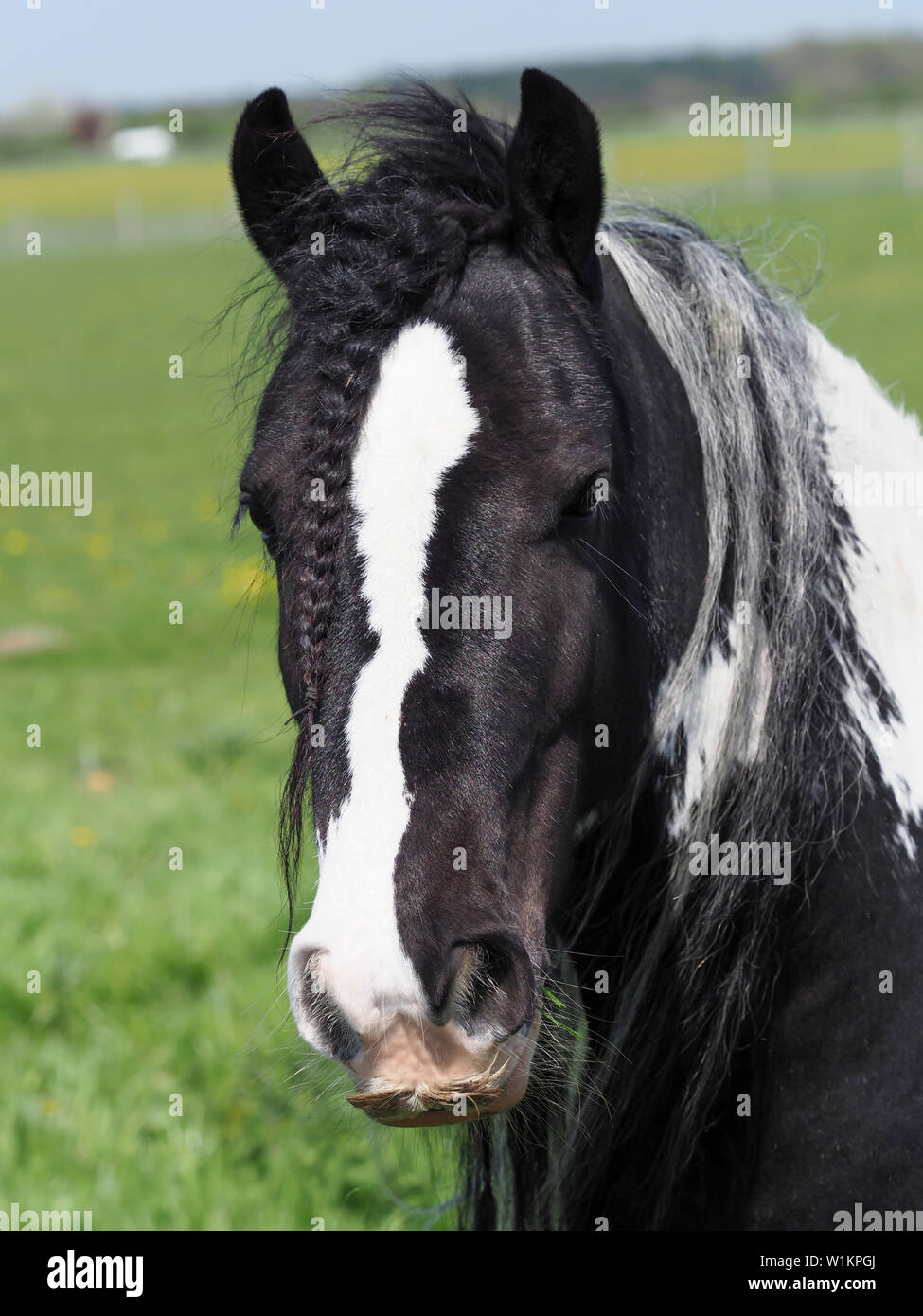 Braided forelock hi-res stock photography and images - Alamy