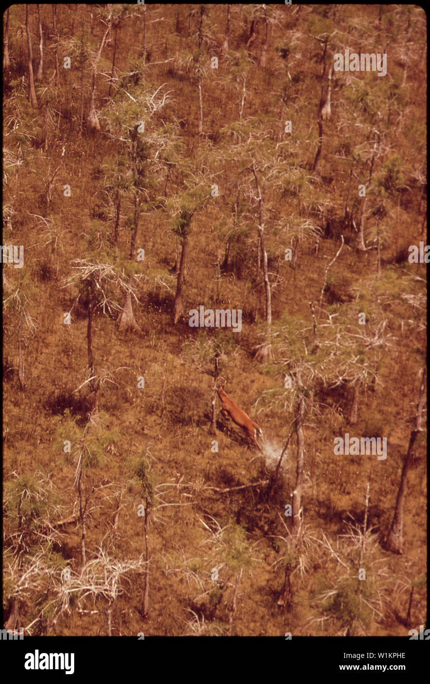 WHITE TAIL DEER IN BIG CYPRESS SWAMP Stock Photo - Alamy