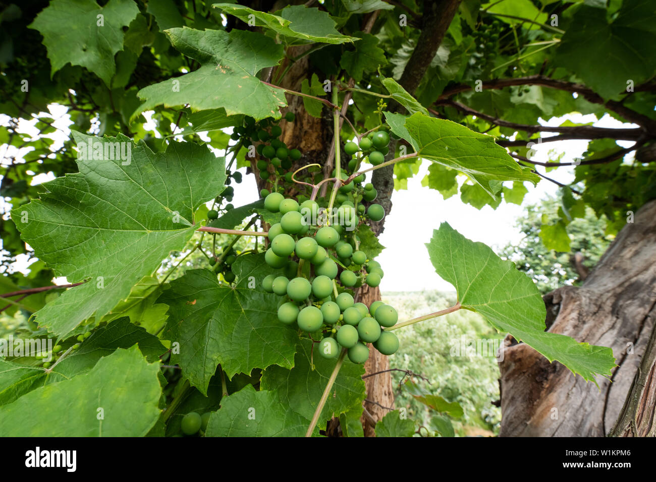 Grape description hi-res stock photography and images - Alamy