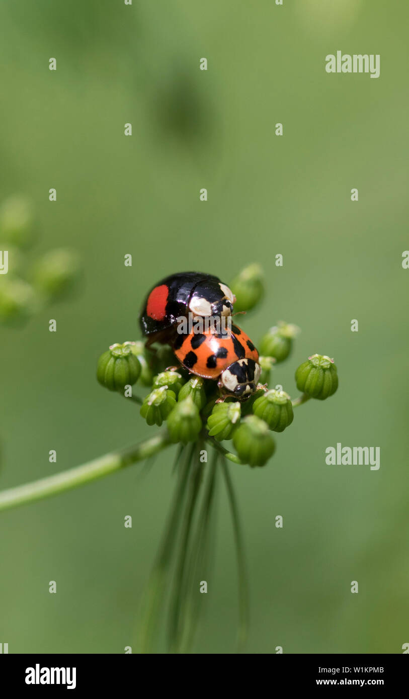 Invasive ladybird hi-res stock photography and images - Alamy