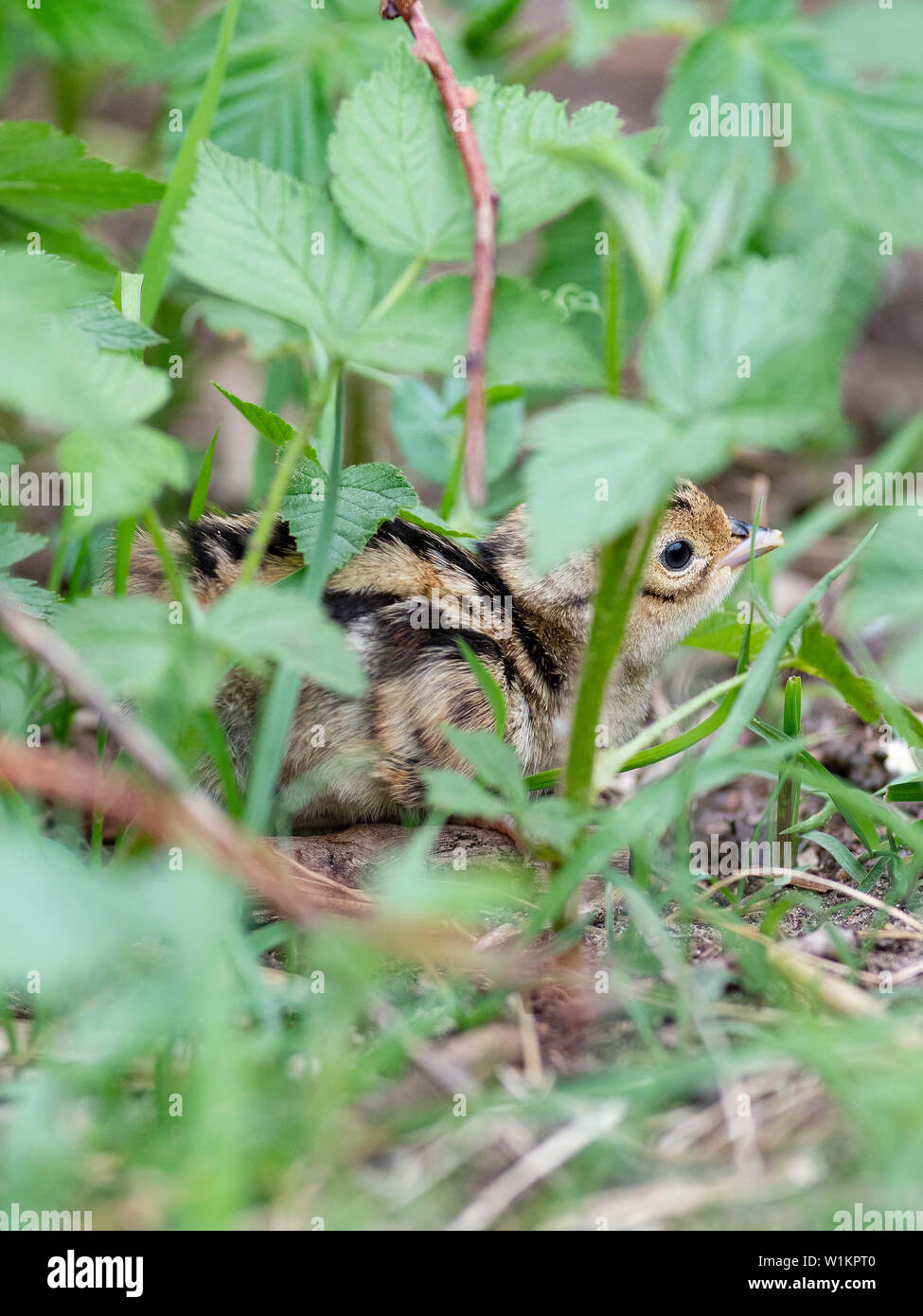 Baby pheasants hi-res stock photography and images - Alamy