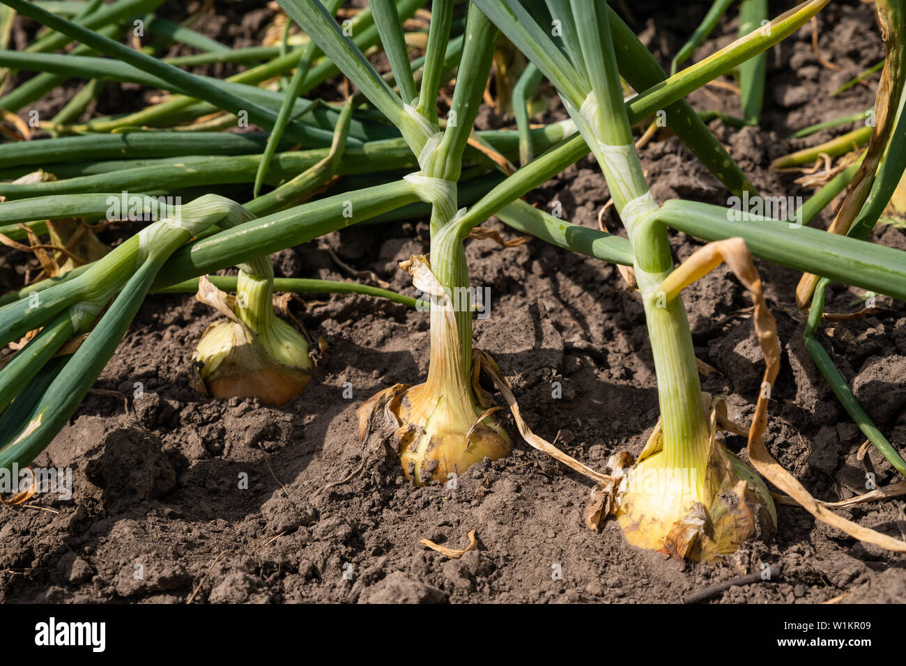 Description: onion plantation in the vegetable garden agriculture Stock ...