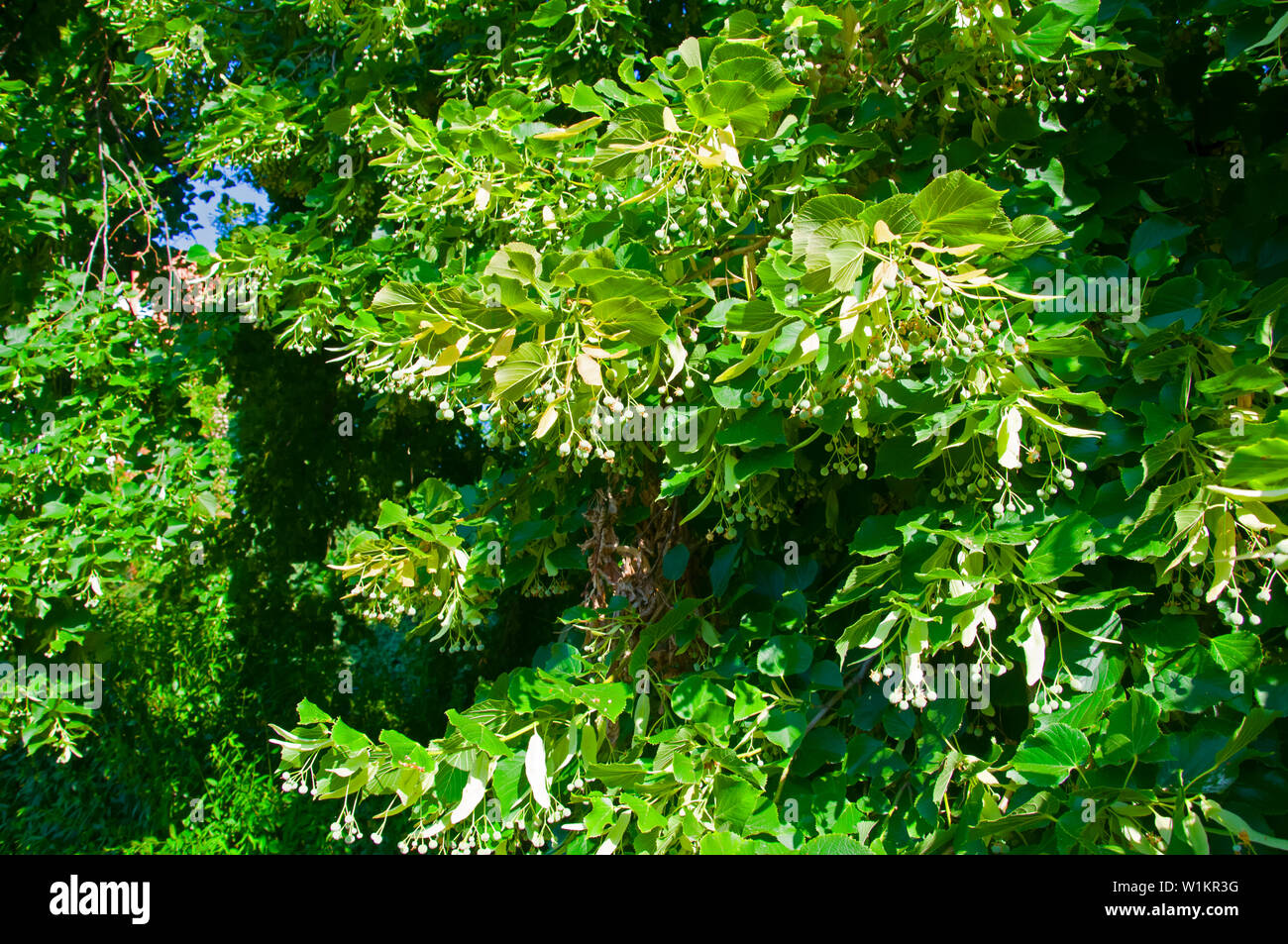 Branches of linden tree with green leaves and flowers, summer, Czech ...