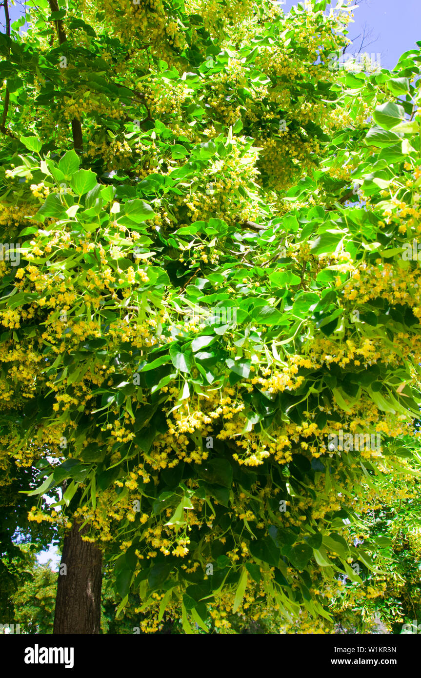 Tree petal hi-res stock photography and images - Alamy