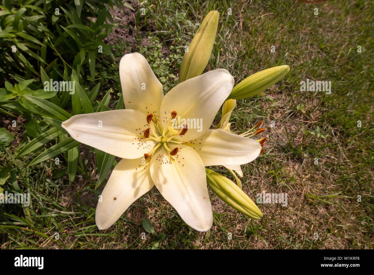 Blooming description hi-res stock photography and images - Alamy