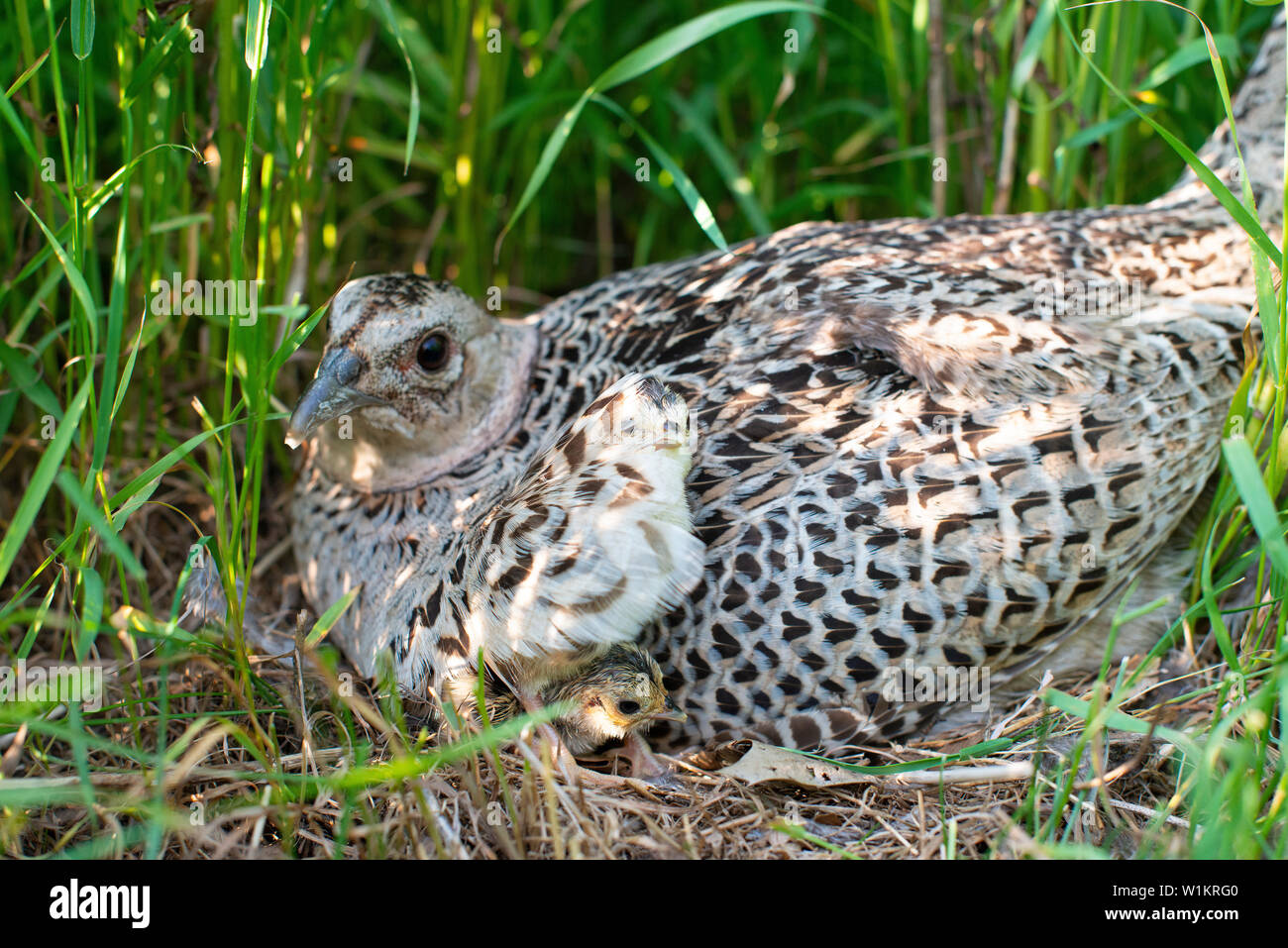 Baby pheasant hi-res stock photography and images - Alamy