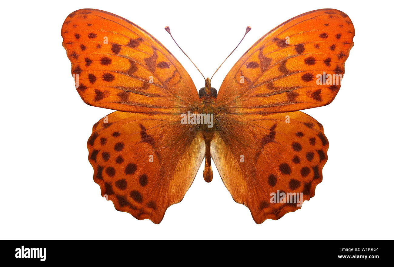 orange butterfly with a beautiful pattern. isolated on white background ...
