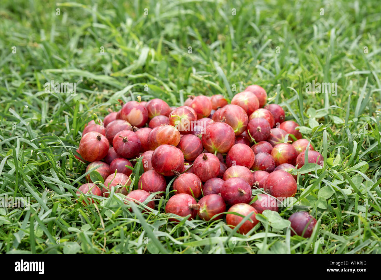 Description: gooseberry berries are scattered on the green grass Stock ...
