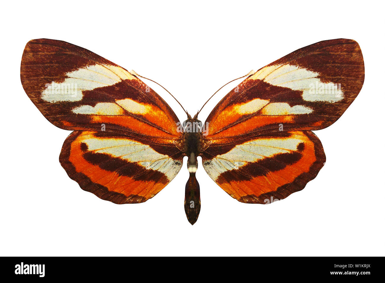 orange butterfly. breed Nymphalis xanthomelas. isolated on white ...