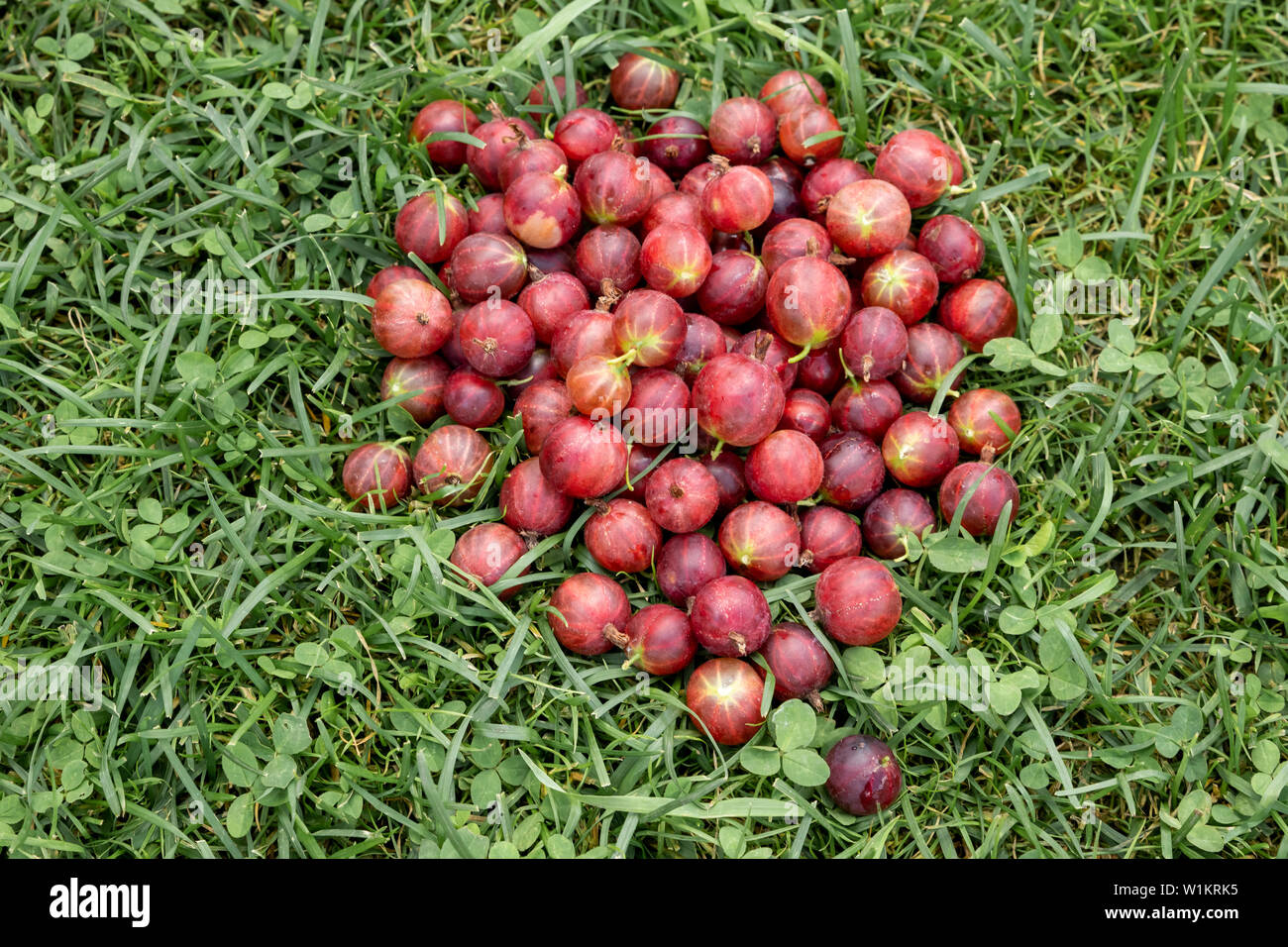 Description: gooseberry berries are scattered on the green grass Stock ...