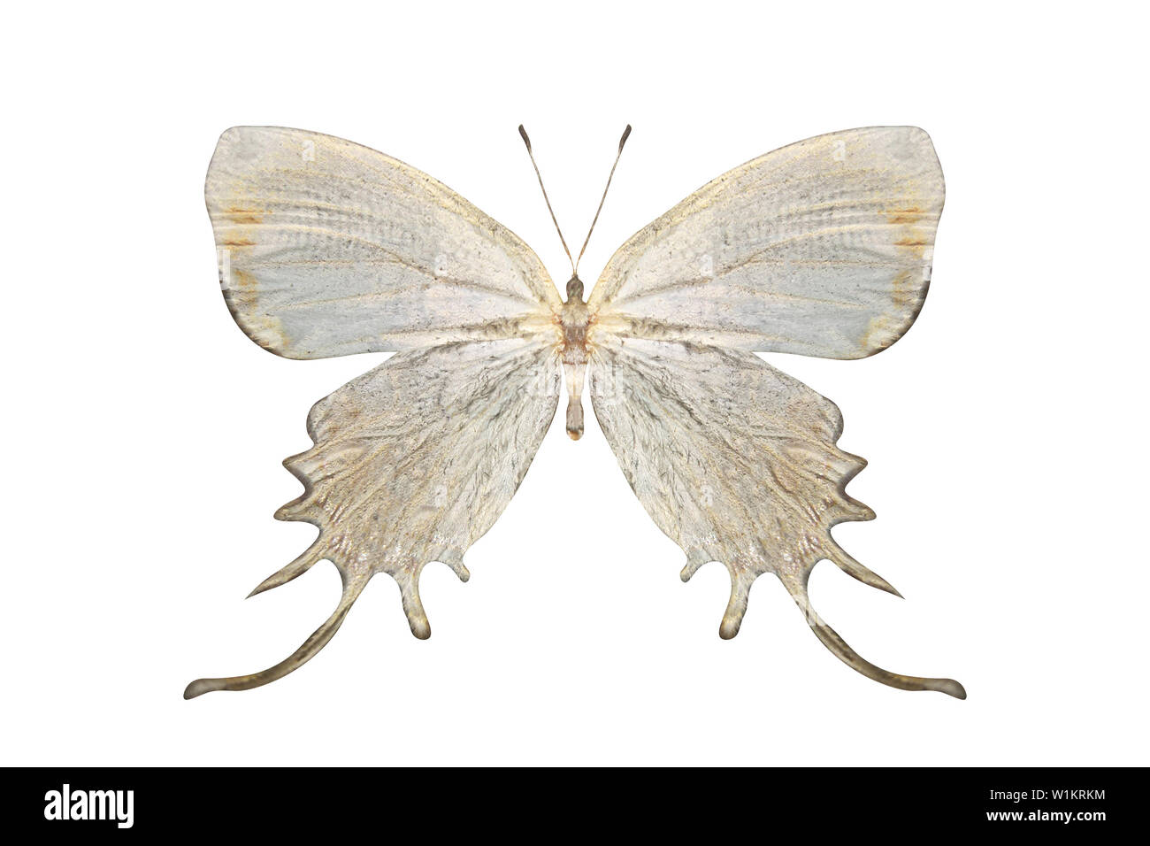 butterfly with white wings. isolated on white background Stock Photo ...