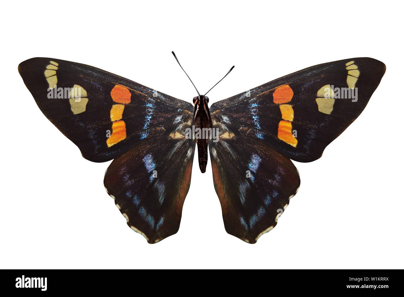 brown butterfly with a bright pattern on the wings. isolated on white ...