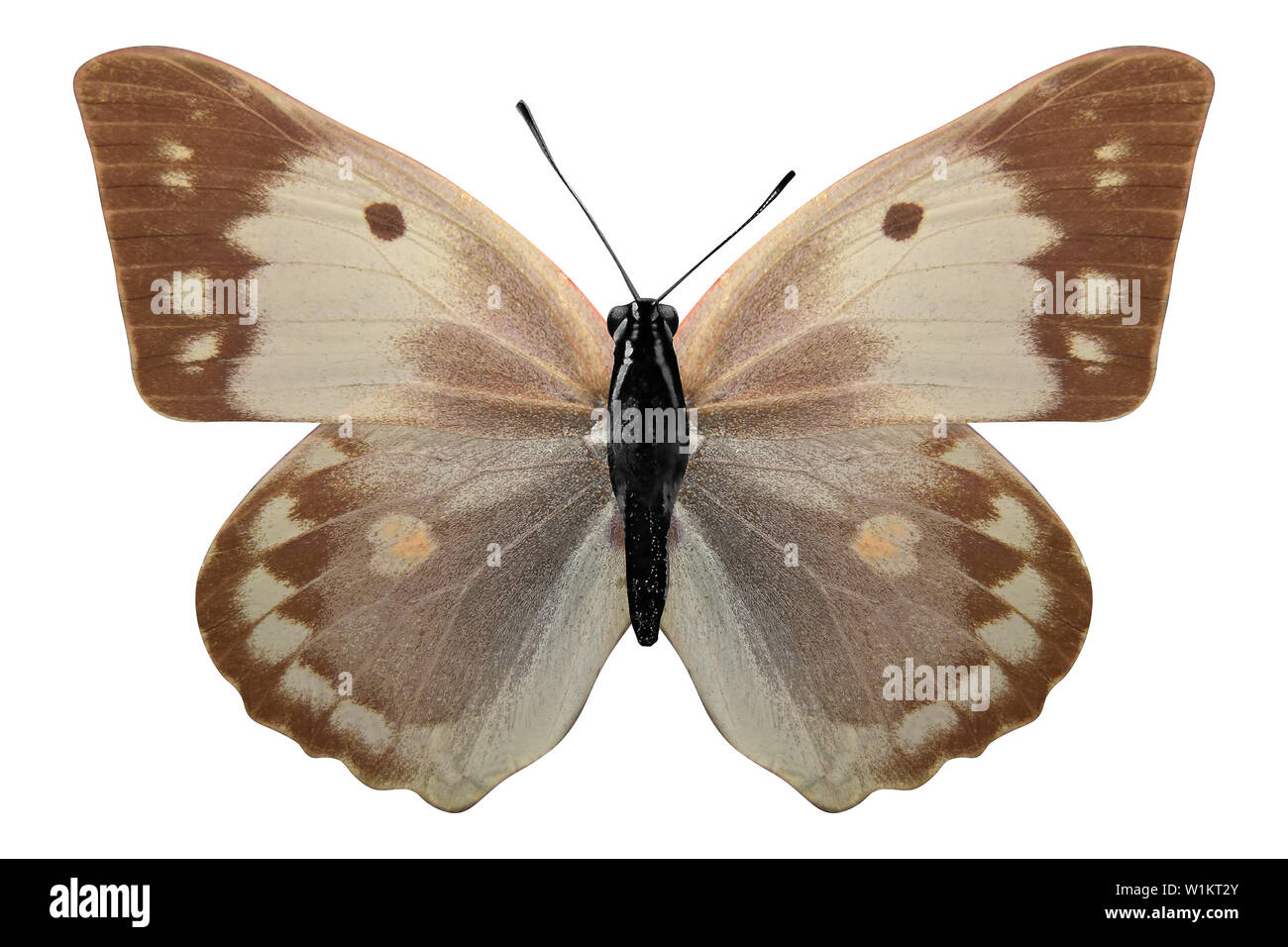 white butterfly with brown stripes. isolated on white background Stock ...