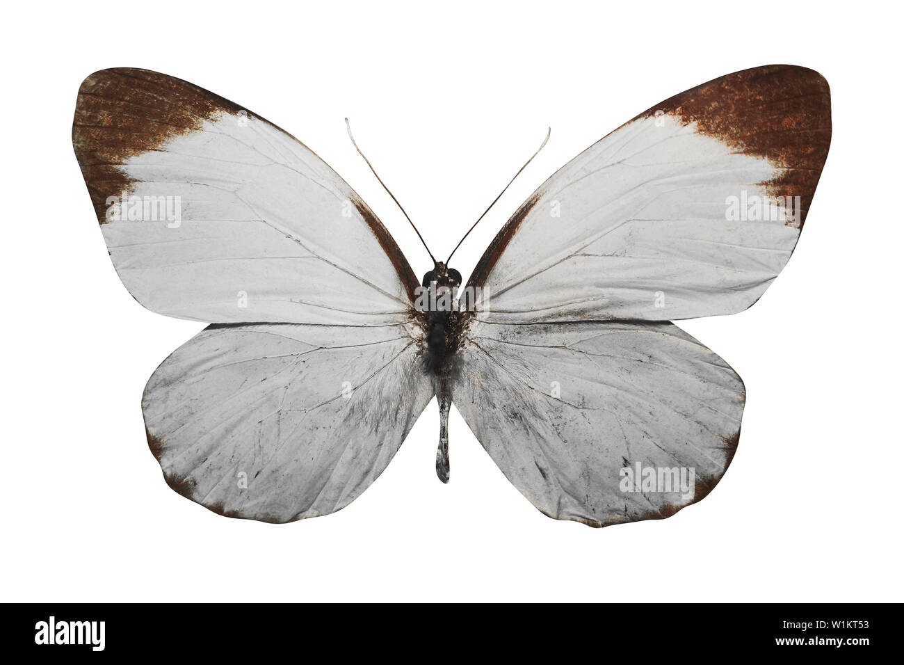 butterfly with white wings. isolated on white Stock Photo - Alamy