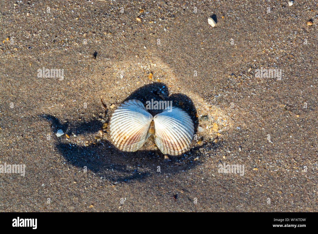 Facing shell hi-res stock photography and images - Alamy