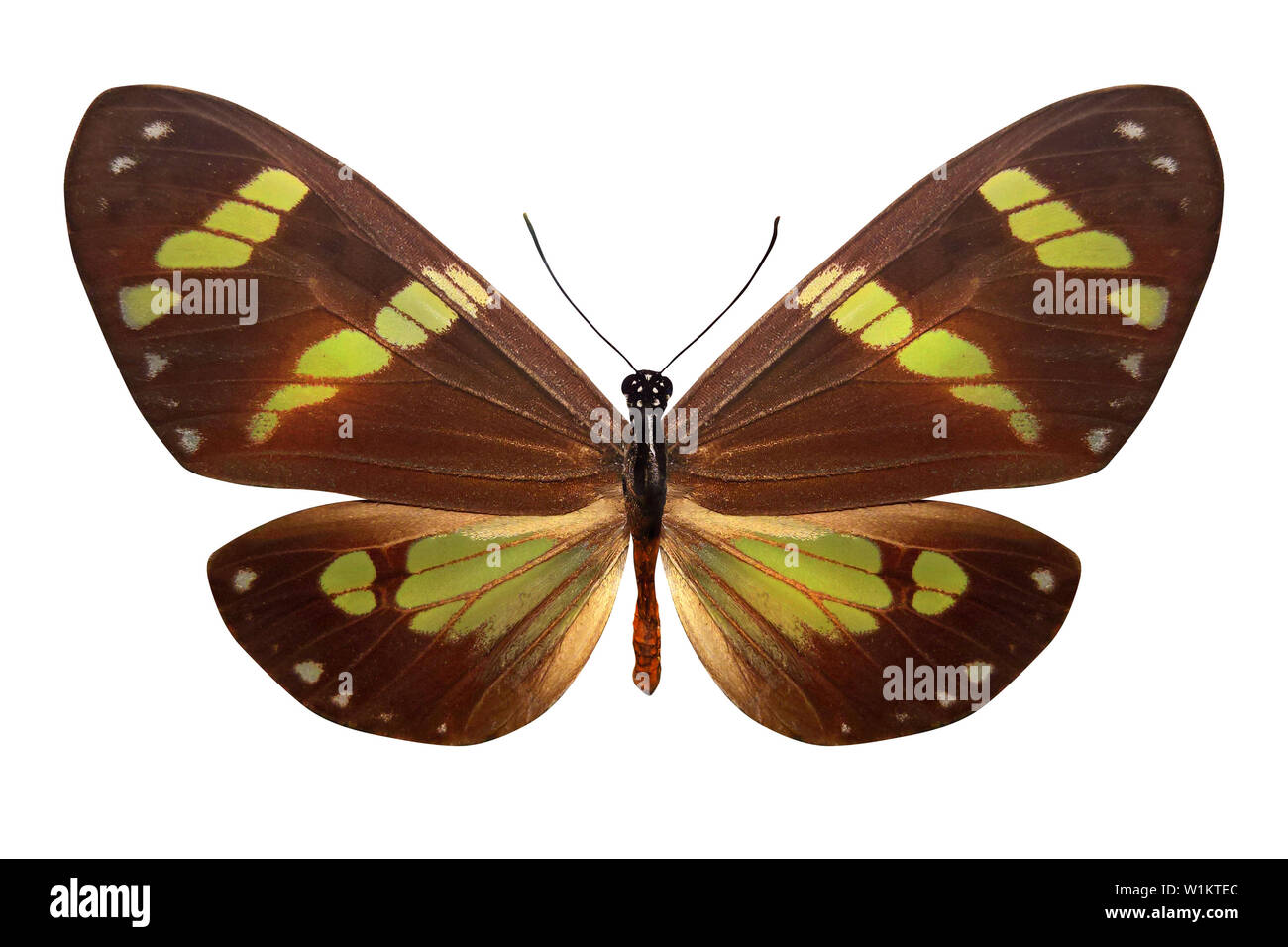 brown butterfly with beautiful green stripes. isolated on white ...