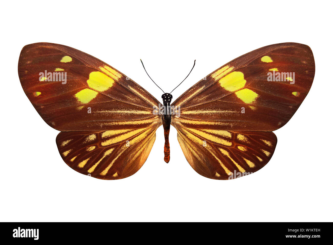 brown butterfly with beautiful yellow stripes. isolated on white ...