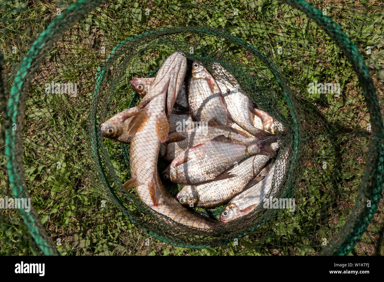 Description: Pike and bream in a fishing cage. Fisherman's prey Stock ...