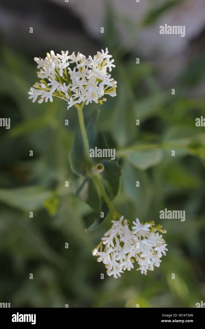 Centranthus ruber albus hi-res stock photography and images - Alamy