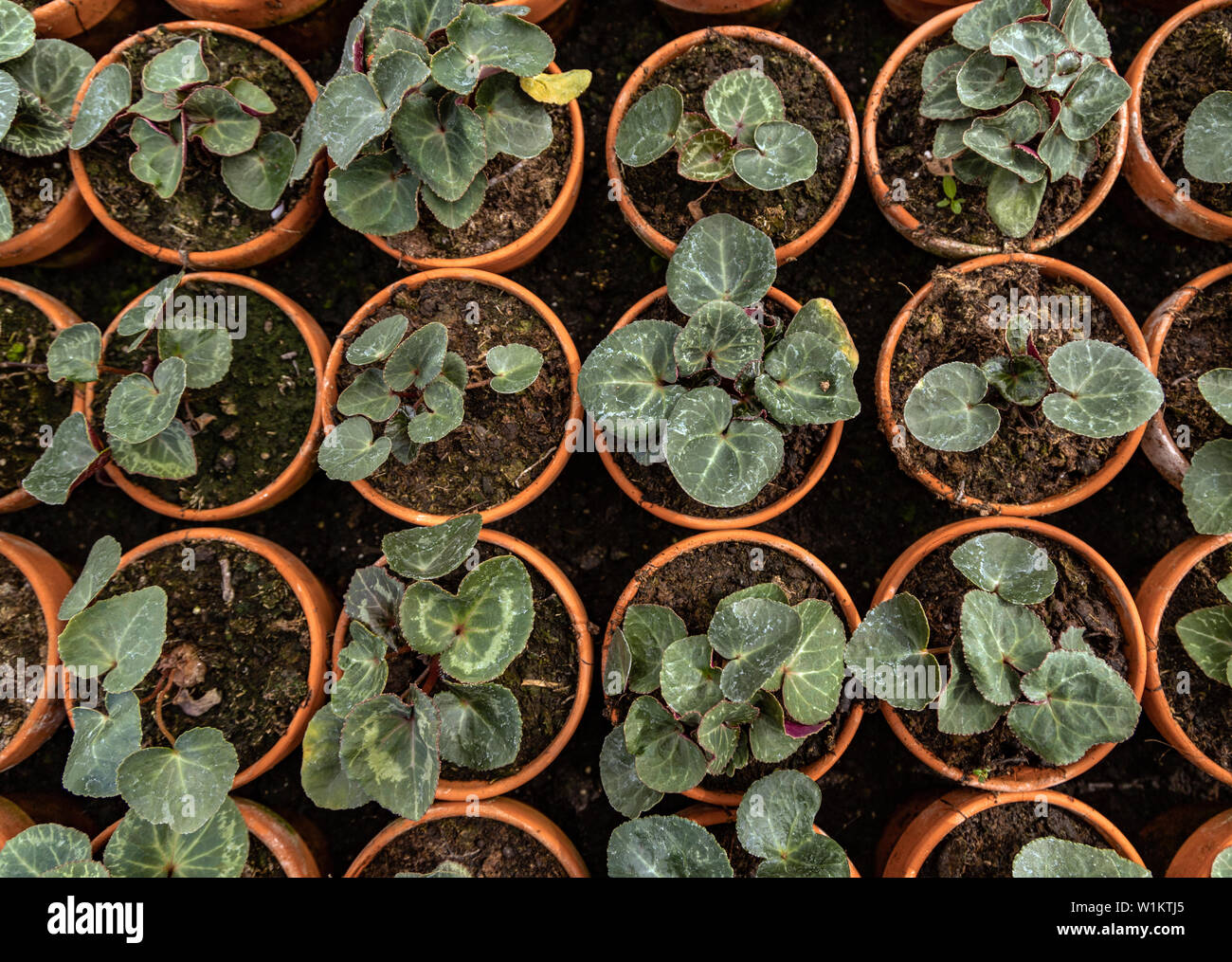 Dutch plants collection hi-res stock photography and images - Alamy