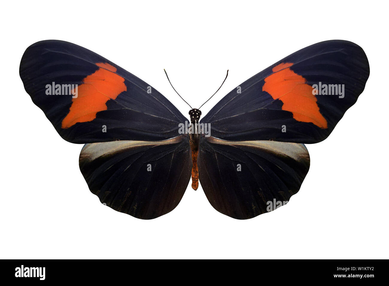 colorful butterfly isolated on white background Stock Photo - Alamy