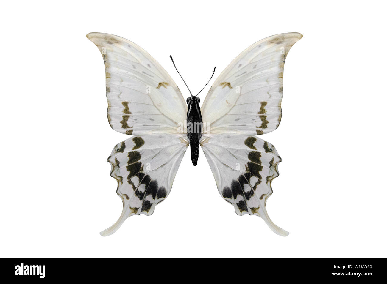 butterfly. insect with white wings. isolated on white background Stock ...