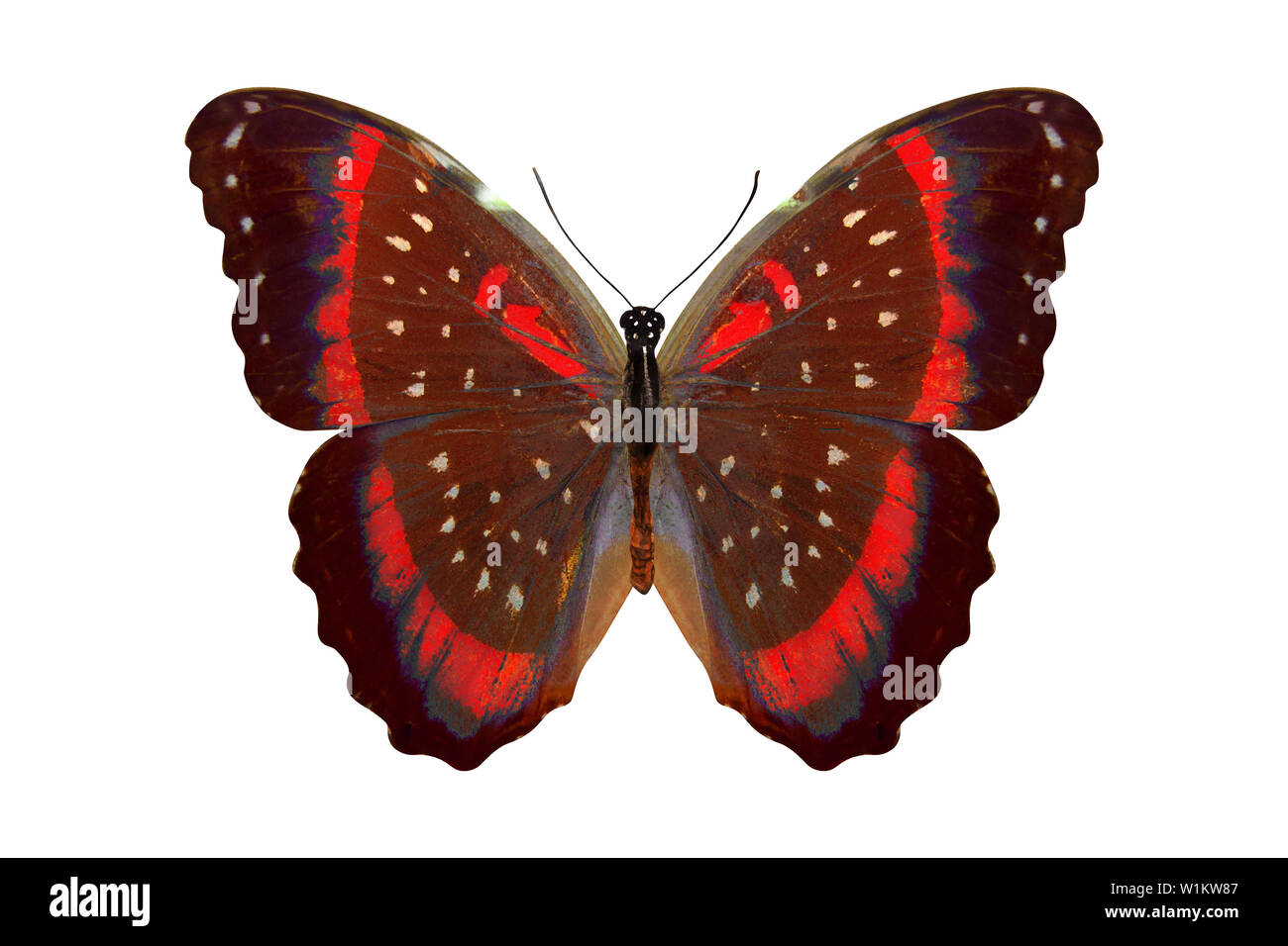 red butterfly. isolated on white background Stock Photo - Alamy