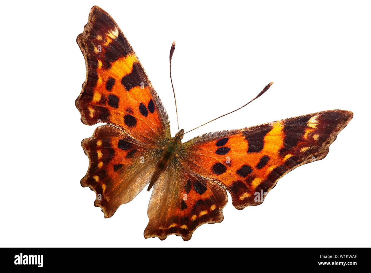 orange butterfly with beautiful spots on the wings. isolated on white ...