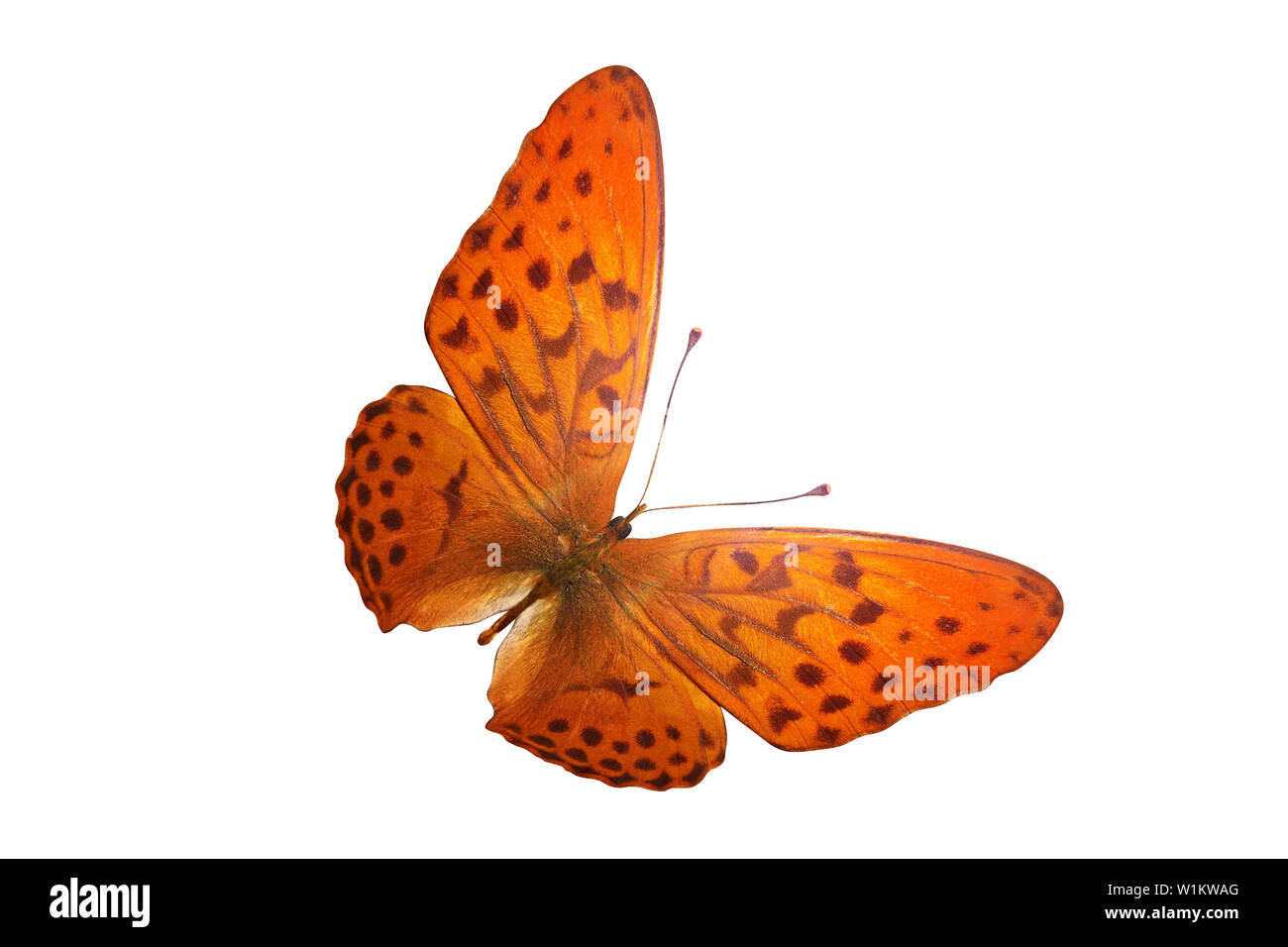 orange butterfly with a beautiful pattern. isolated on white background ...