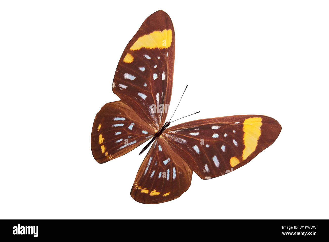 Brown Butterfly Wings