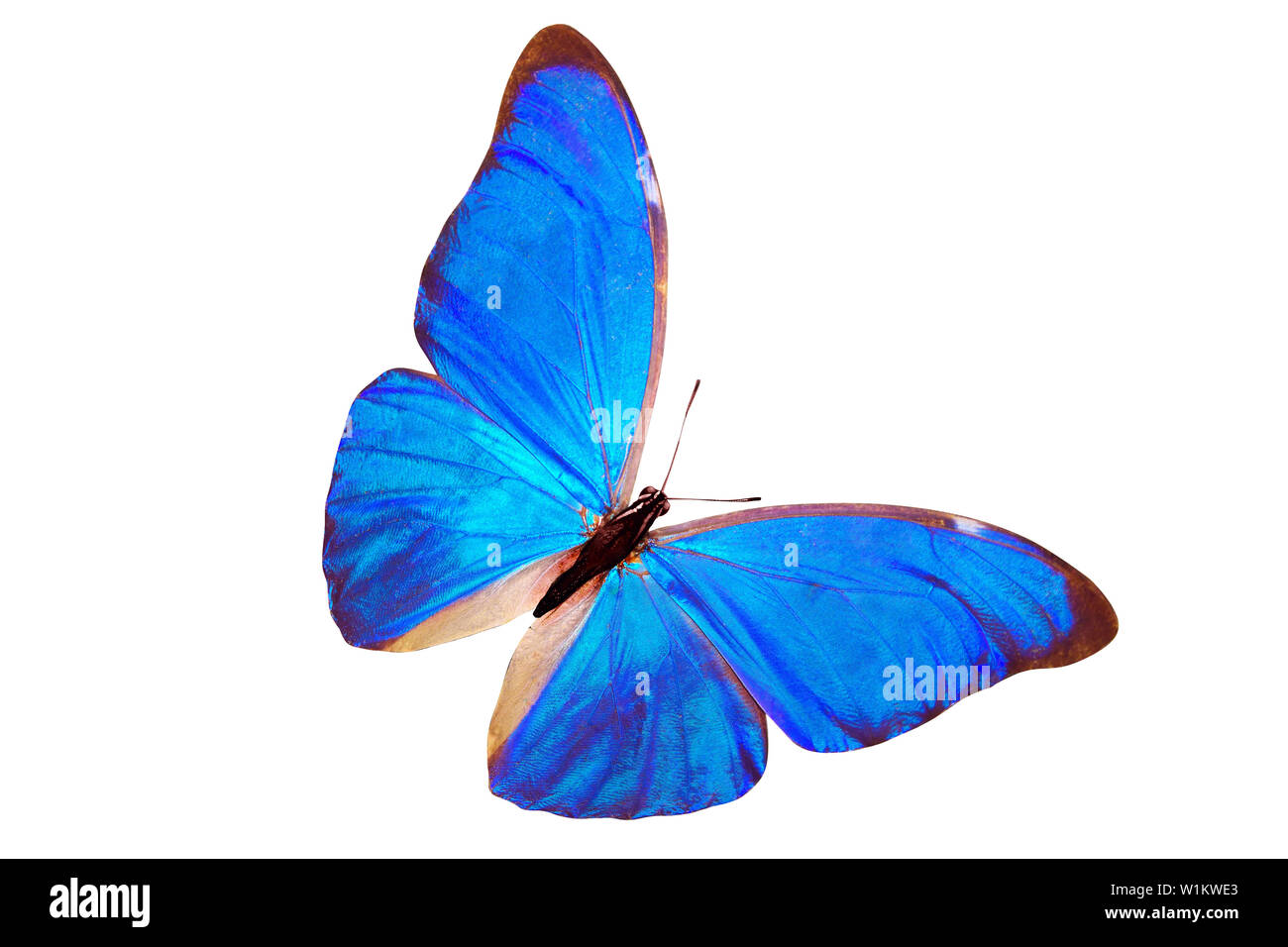 Morpho Anaxibia