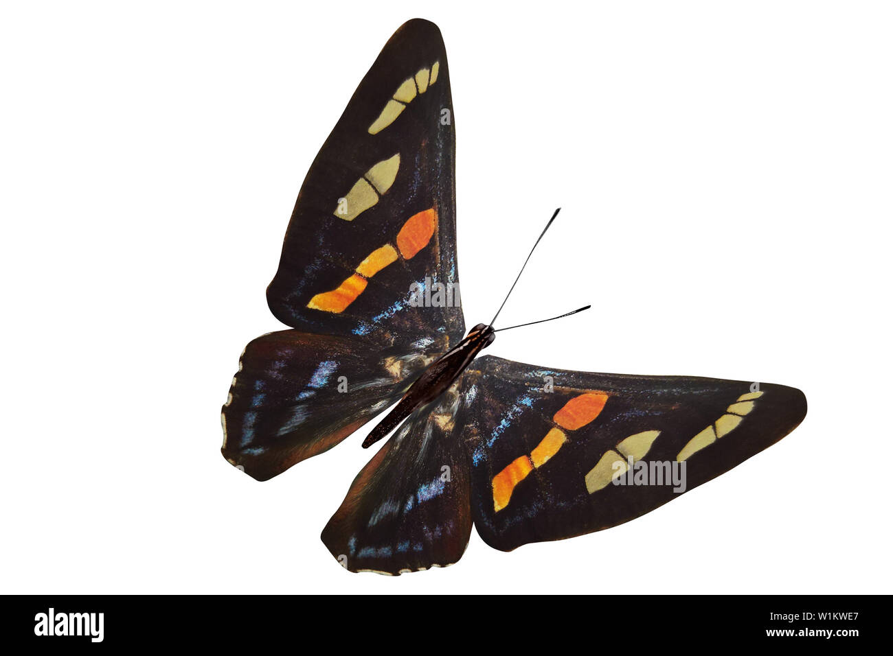 brown butterfly with a bright pattern on the wings. isolated on white ...