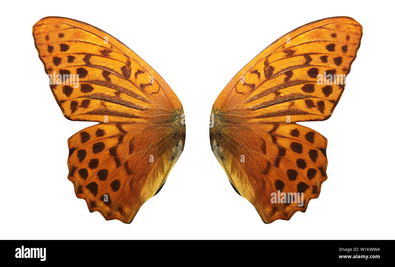 butterfly wings isolated on white background Stock Photo - Alamy