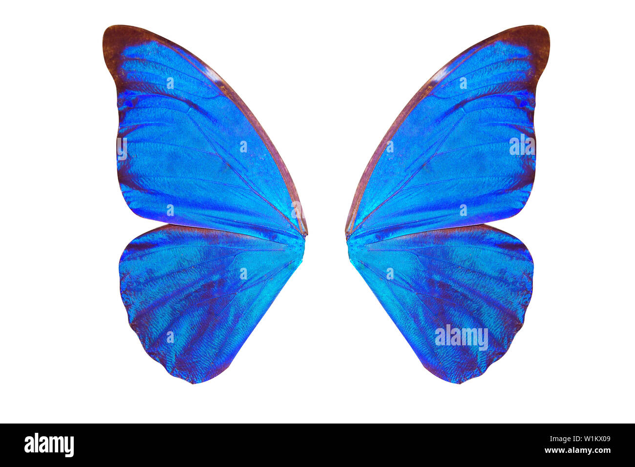 blue butterfly wings. isolated on white background Stock Photo - Alamy