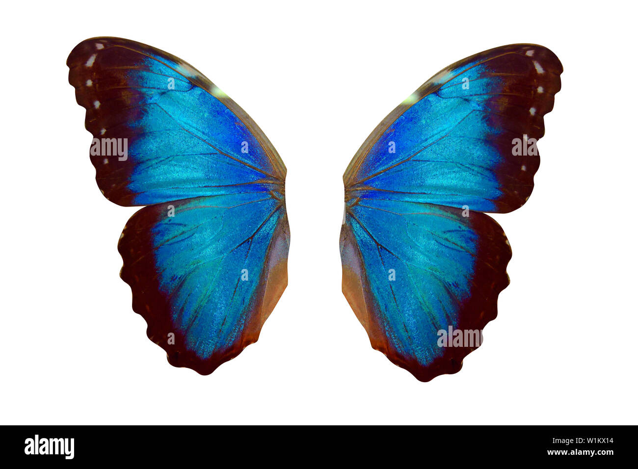 blue butterfly wings isolated on white background Stock Photo - Alamy