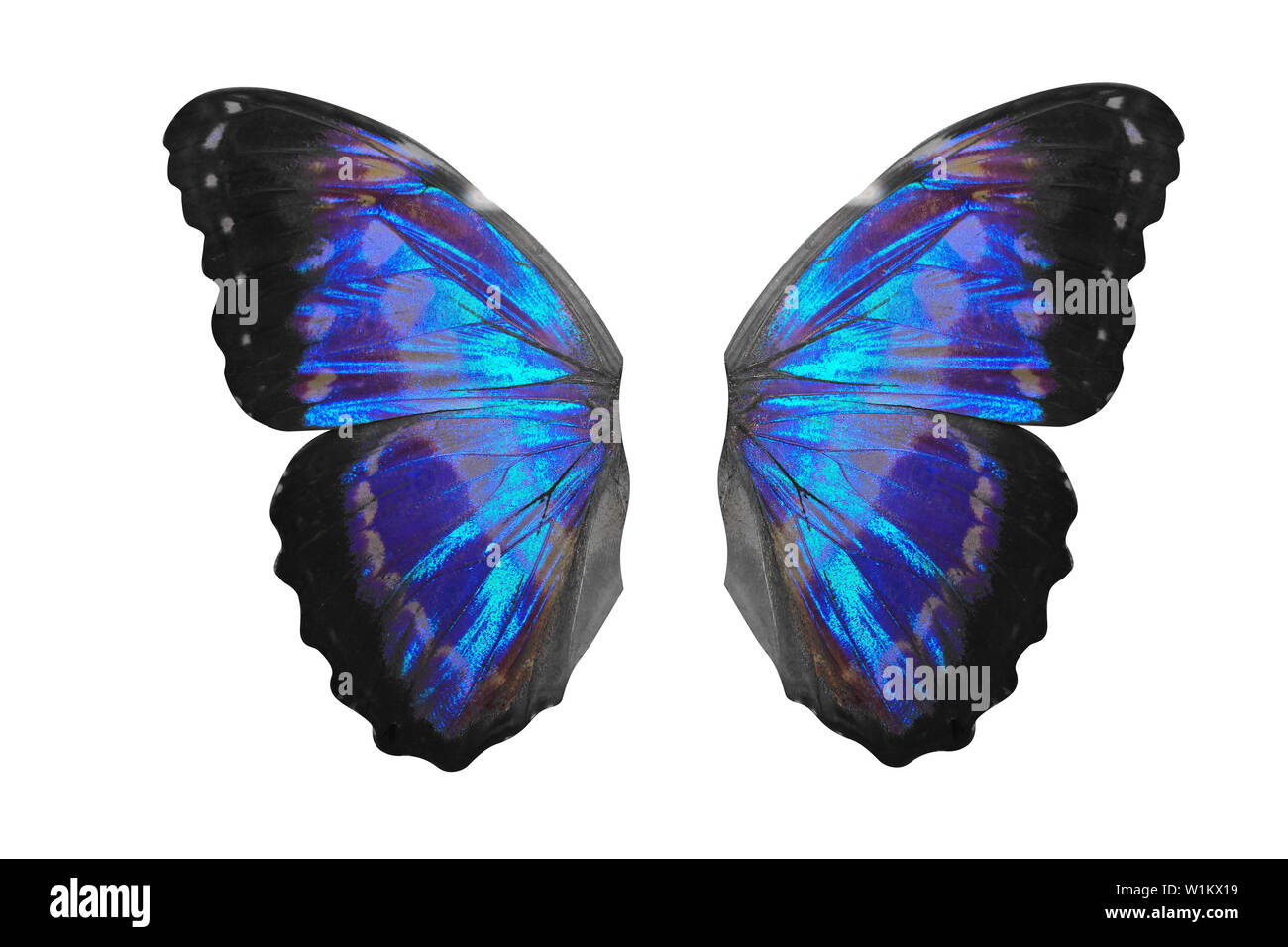 blue butterfly wings isolated on white background Stock Photo - Alamy