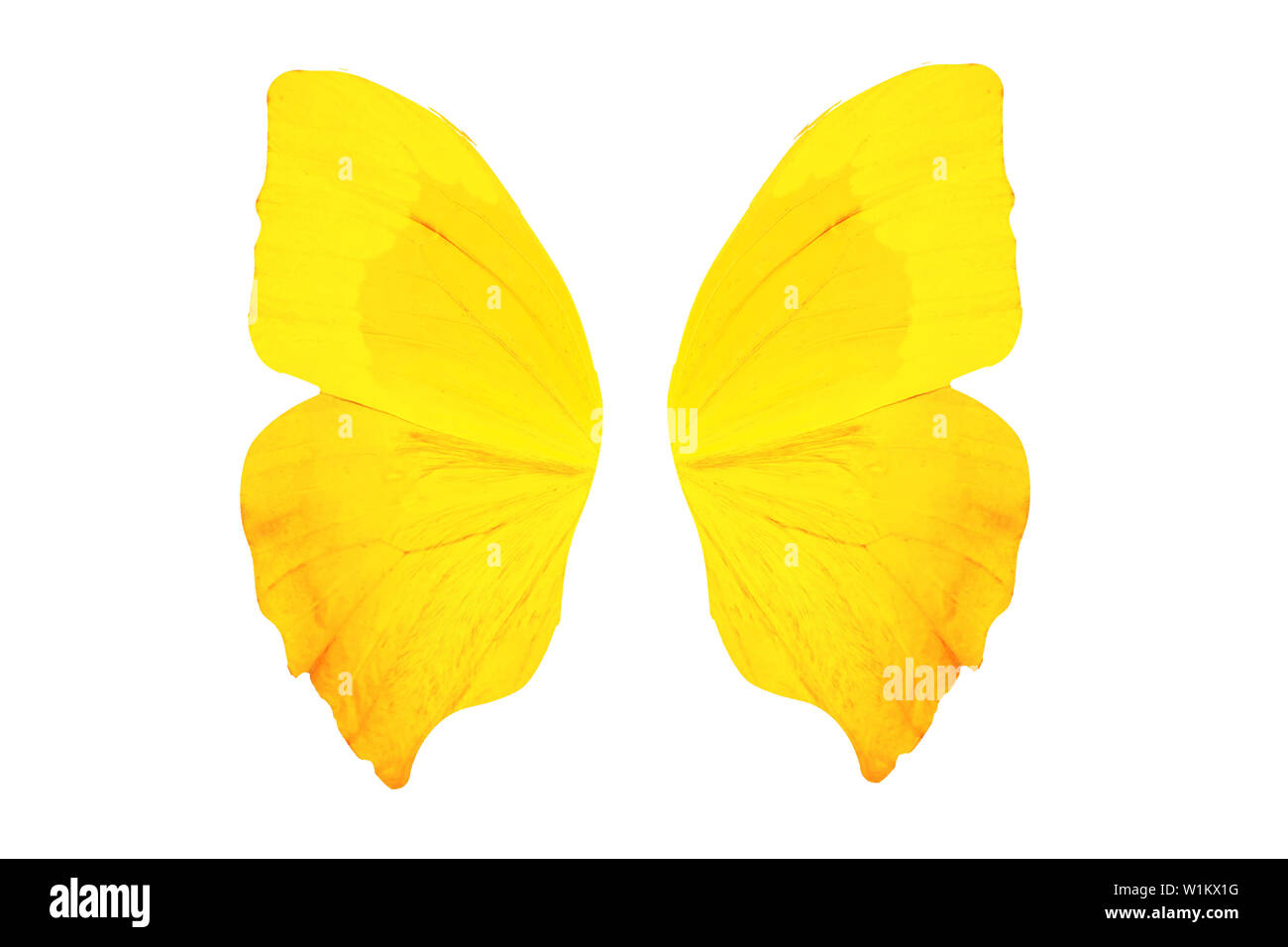 butterfly with yellow and orange wings. isolated on white background ...