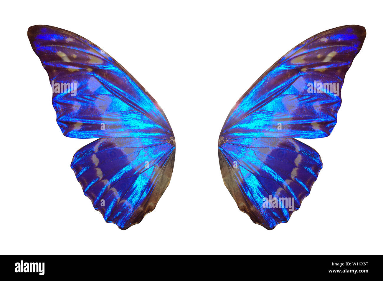 butterfly wings isolated on white background Stock Photo - Alamy