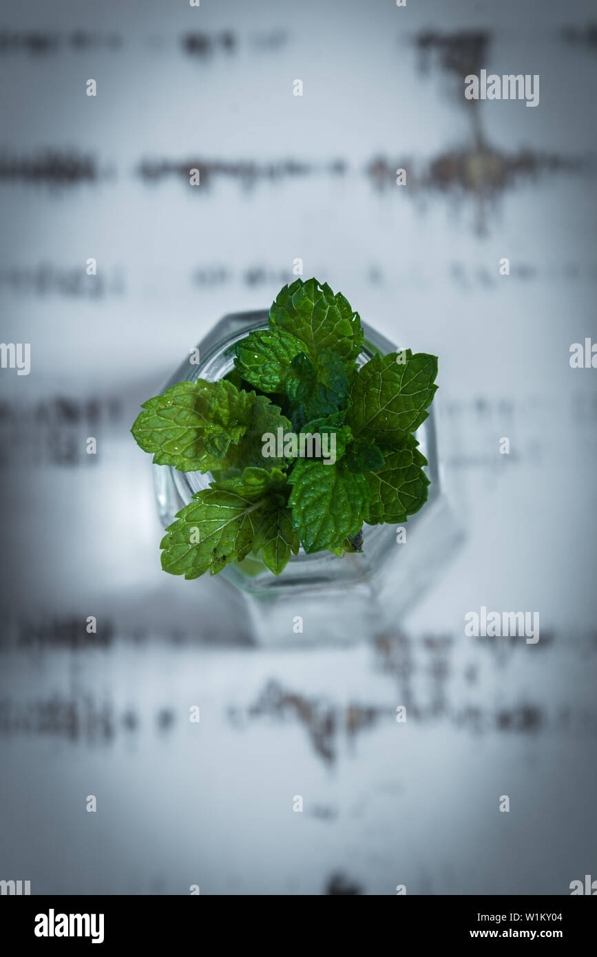 Mint leaves on a white background Stock Photo - Alamy