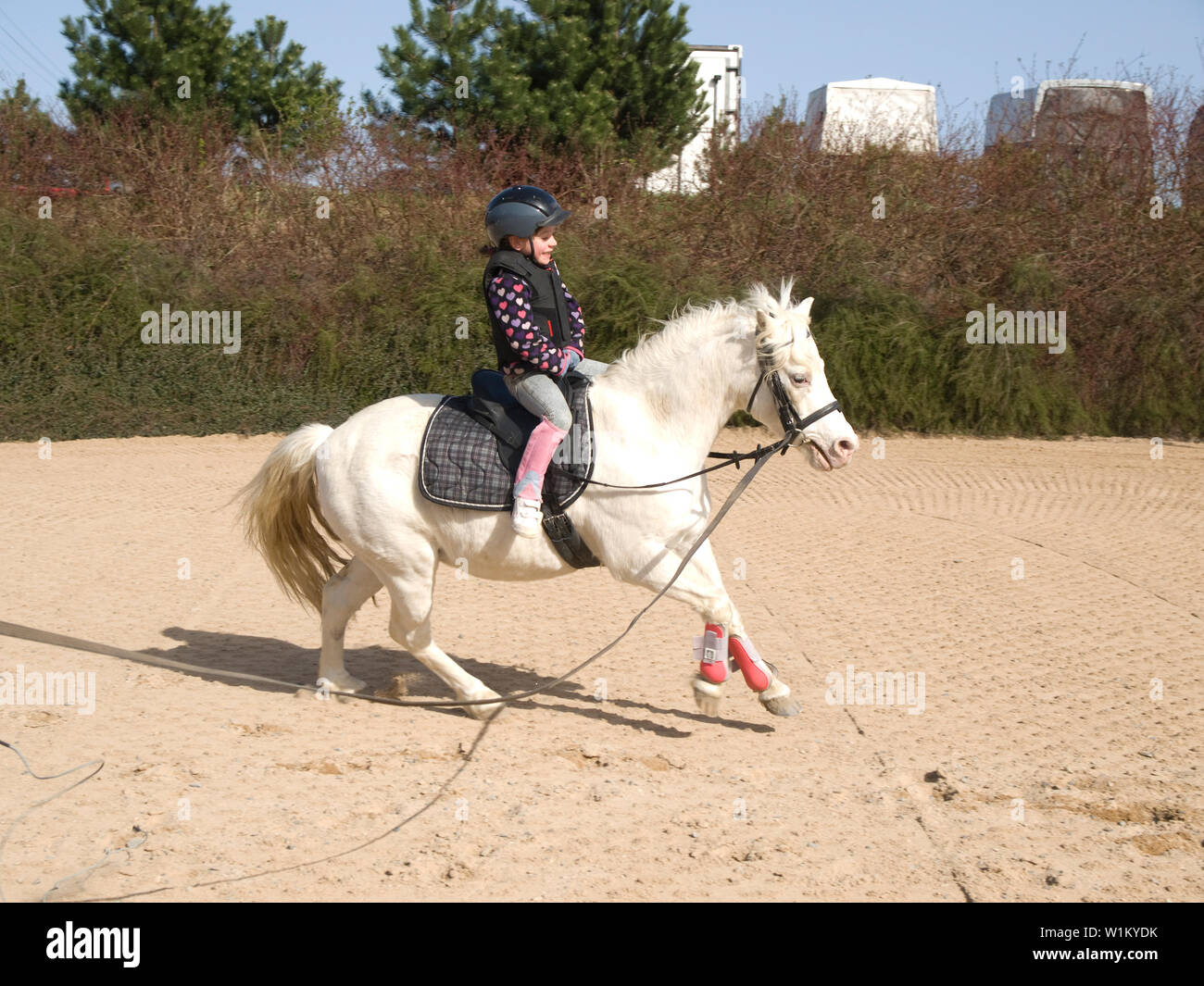Little girl on galloping white ponny Stock Photo - Alamy